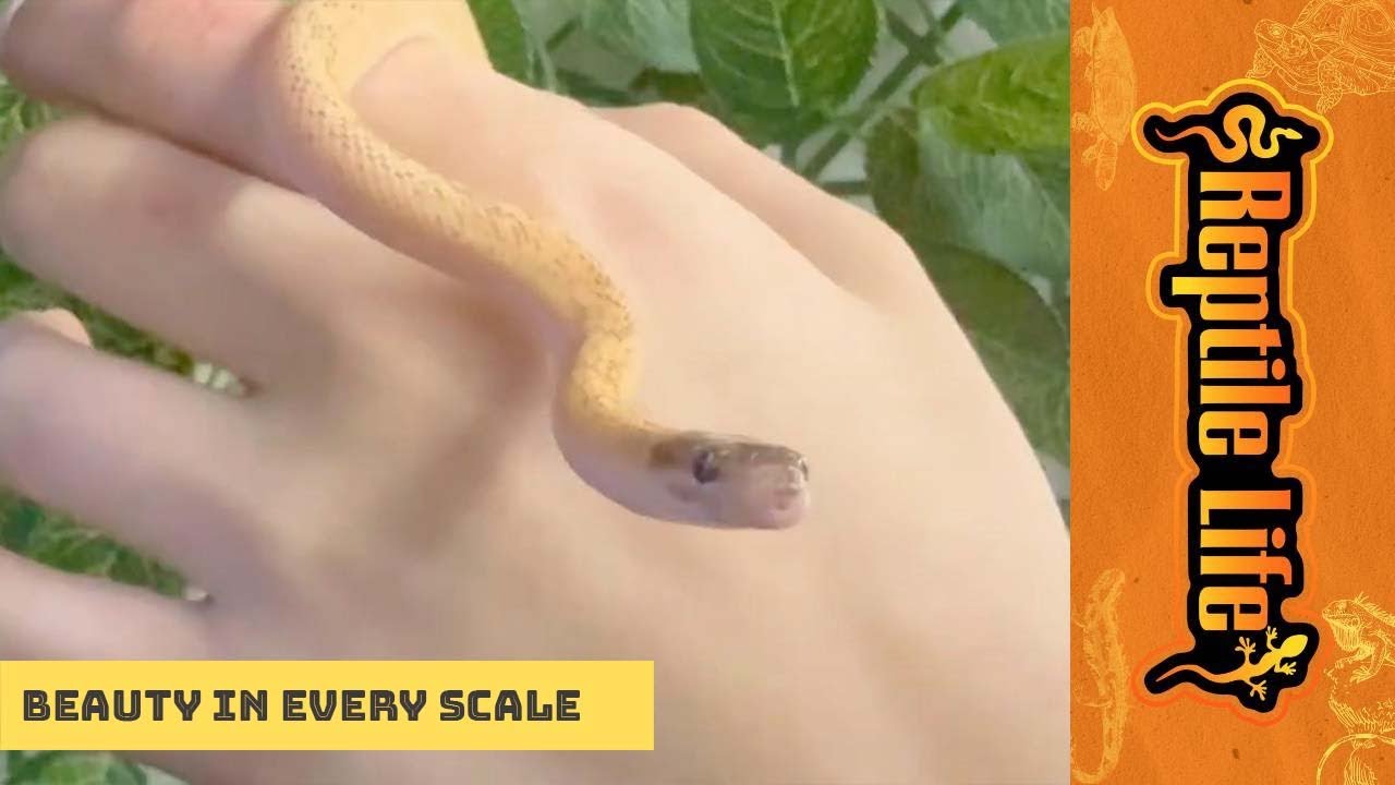 Stunning Marbled Children’s Python | Reptile Life Hoppers Crossing ...