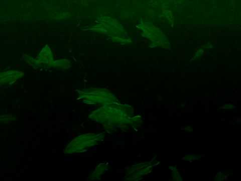 Scuba diving the wreck YO 153 Garden State North reef, Barnegat New ...