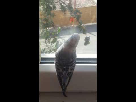 Ama çok tatlılar yaa....