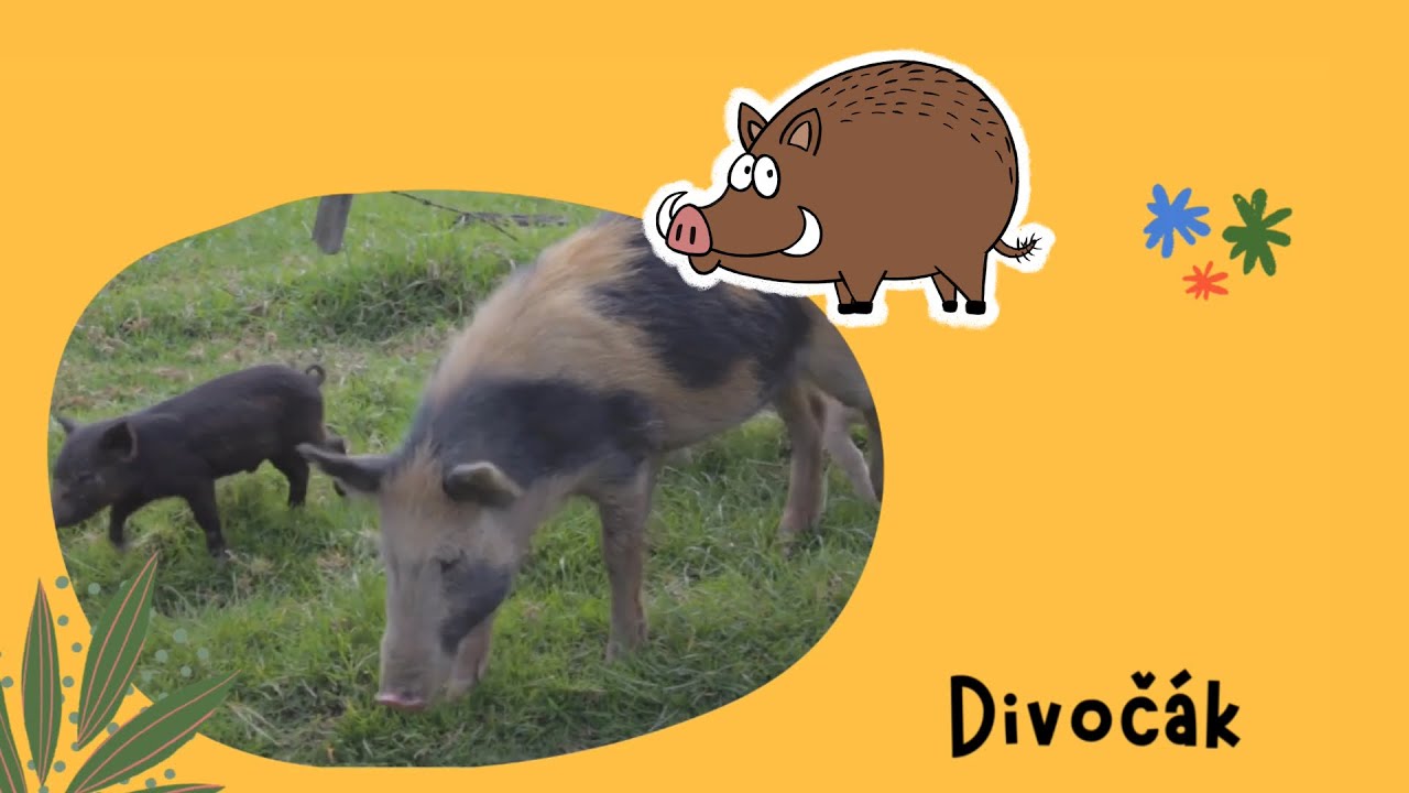 Jak nakreslit prase divoké / Divočak / kreslení pro děti / malování ...