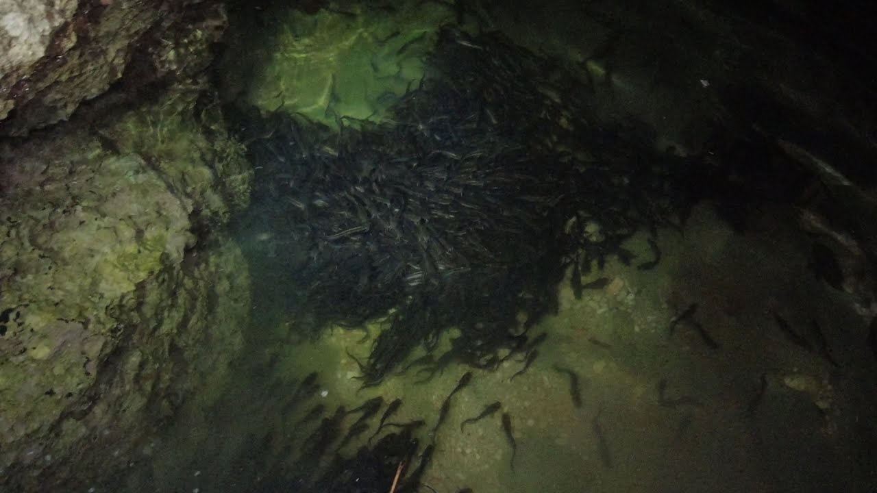 SE02EP069 - PULUTONG ng MGA HITONG DAGAT | MASAGANANG PANINIBAT - BUHAY ...