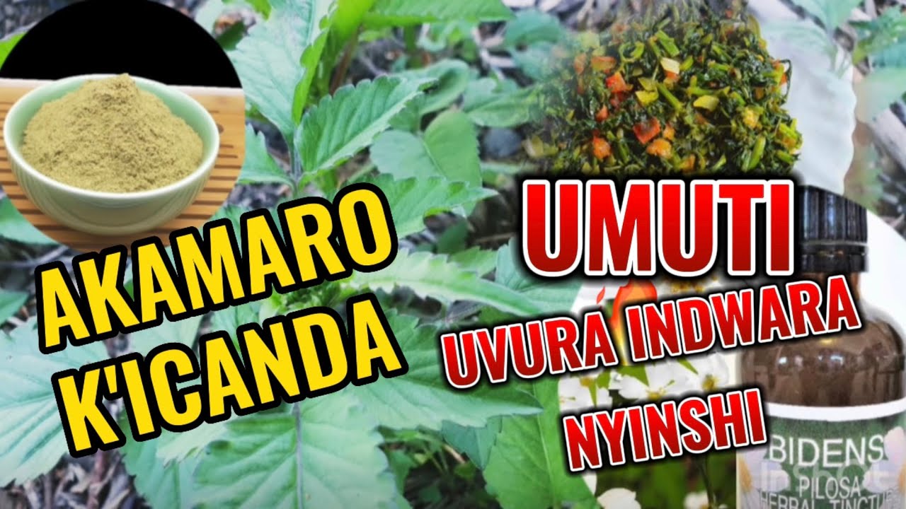 AKAMARO K'ICANDA KU MAGARA YACU | UMUTI UVURA INDWARA NYINSHI, IGITIGU ...