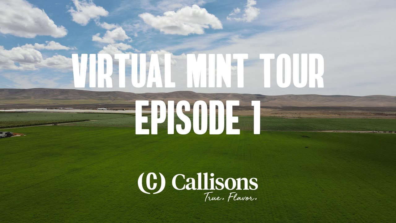 Callisons Virtual Mint Tour 2020 - Episode 1 - YouTube