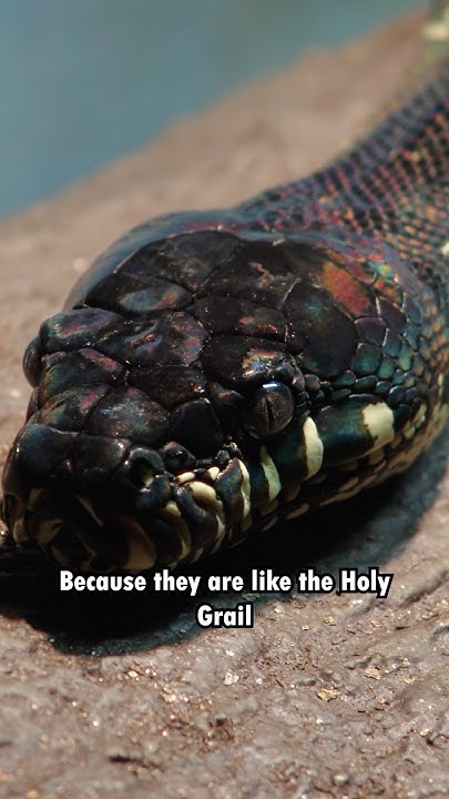 Holy Grail Snake Species (Boelen’s Python) - YouTube
