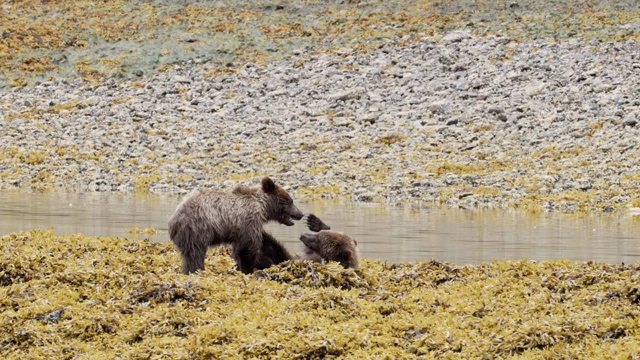 Two year old Grizzly Bears at play - YouTube