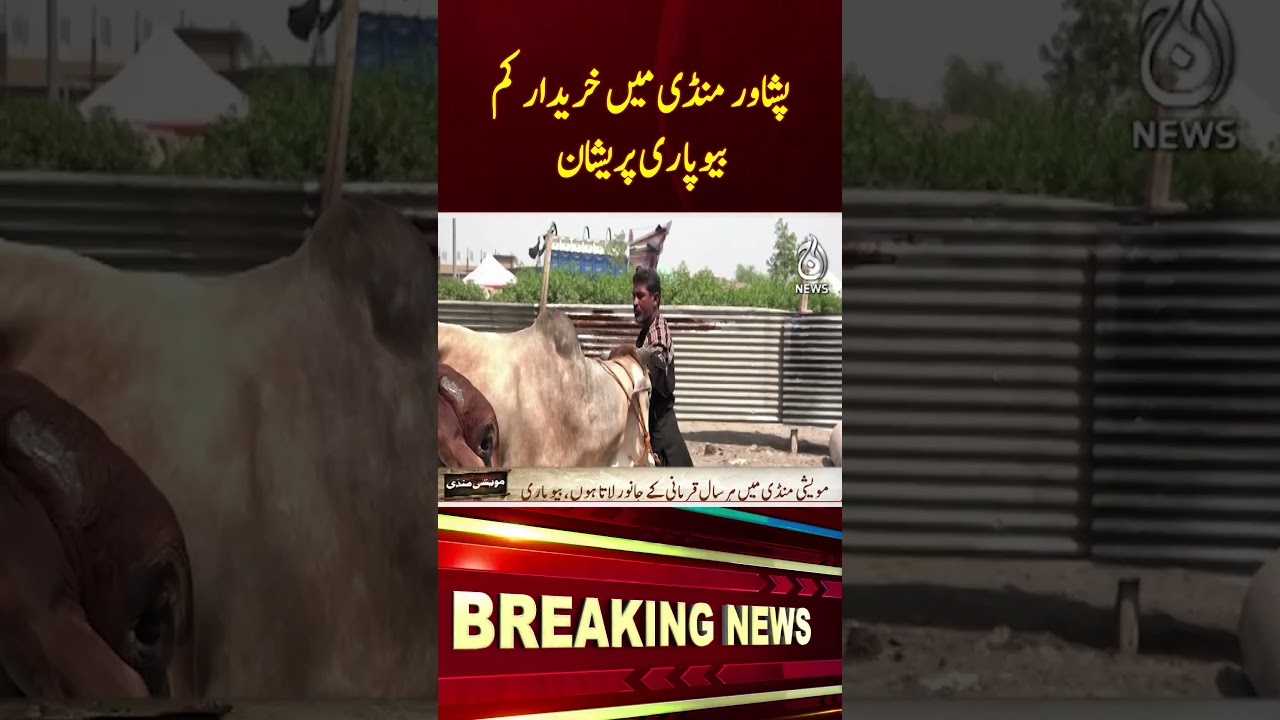 Peshawar Cattle Market Sees Low Buyers, Traders Worried - Aaj News ...