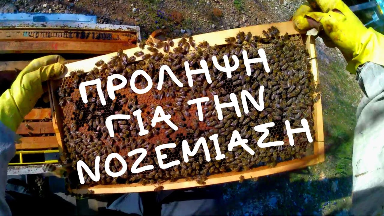 ΠΡΟΛΗΠΤΙΚΟ ΡΑΝΤΙΣΜΑ ΓΙΑ ΤΗΝ ΝΟΖΕΜΙΑΣΗ - YouTube