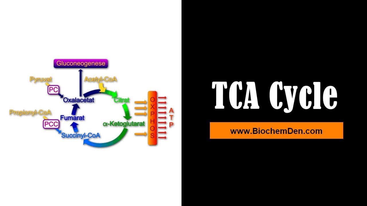 TCA Cycle: Kreb's cycle animation and Citric acid cycle and its ...