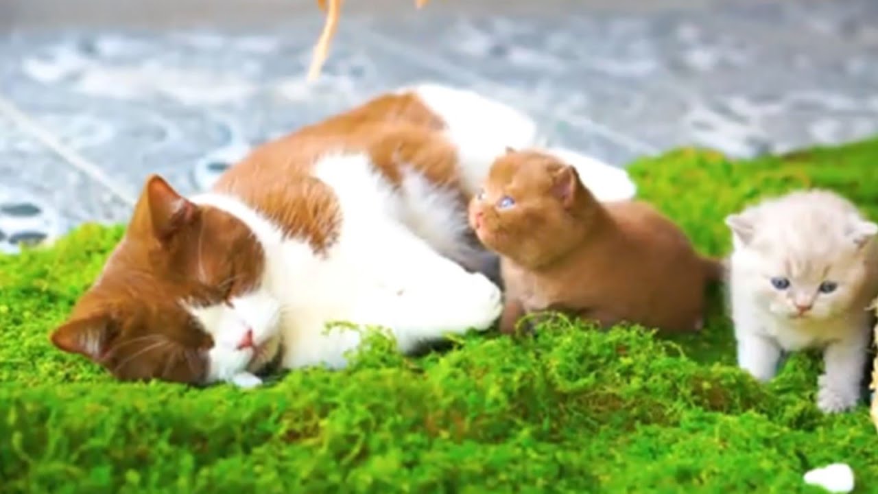 Mom Cat And Kittens Play In Outdoor ️ Kitten Fair - YouTube