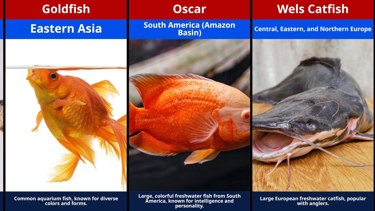 World's Most Unique Fish from Around the Globe! [data hub] 🐟 - YouTube