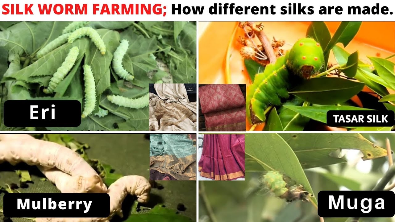 SILK WORM FARMING;How different silks are made//"Sericulture" a ...