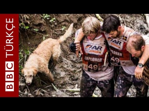 Sokak köpeği Arthur'un 700 km süren ev bulma 'macerası' - BBC TÜRKÇE