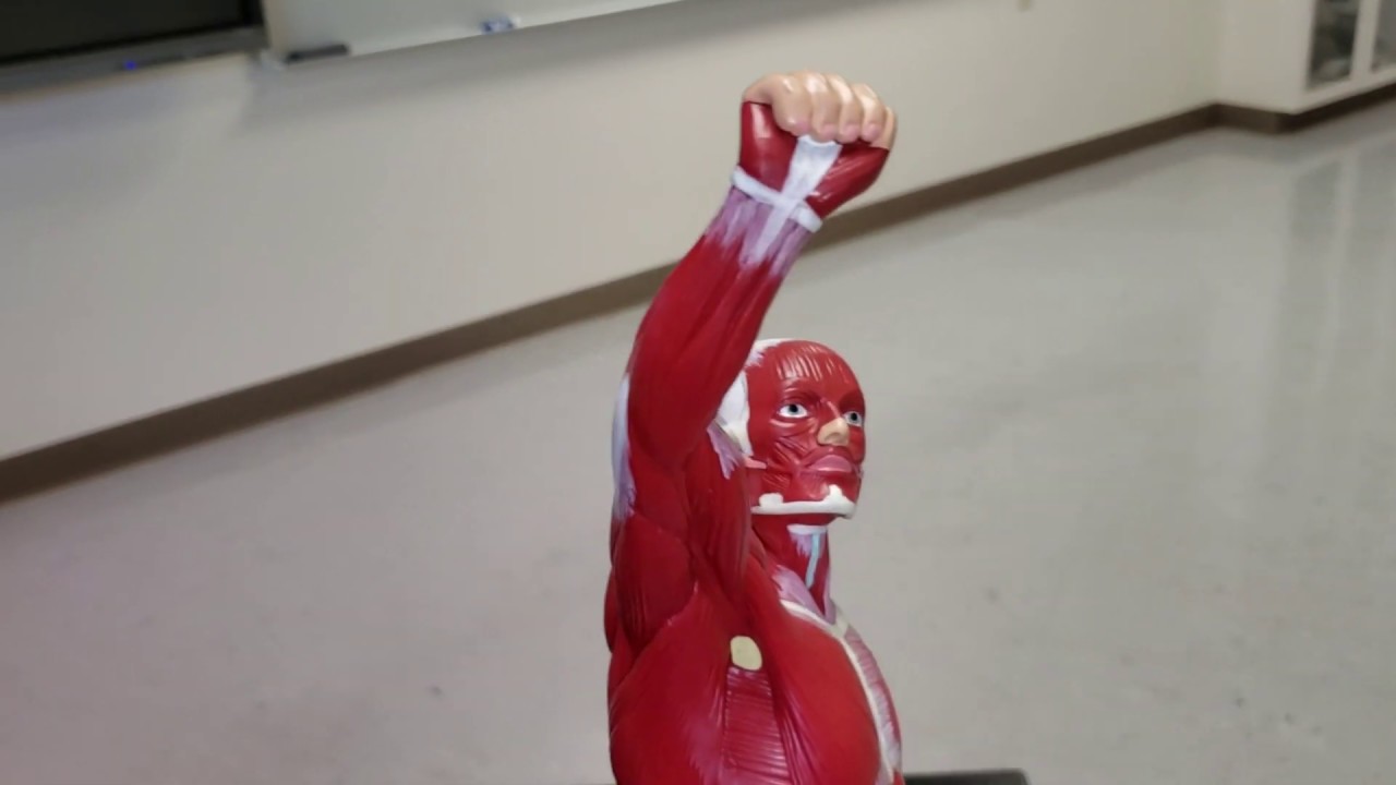 Mini man muscle model | leg (lower) - YouTube