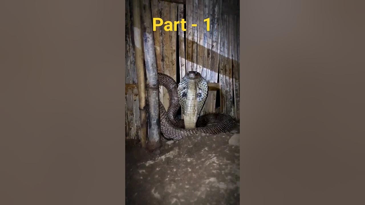 Cobra. Part- 1 🐍 #reels #shortvideo - YouTube