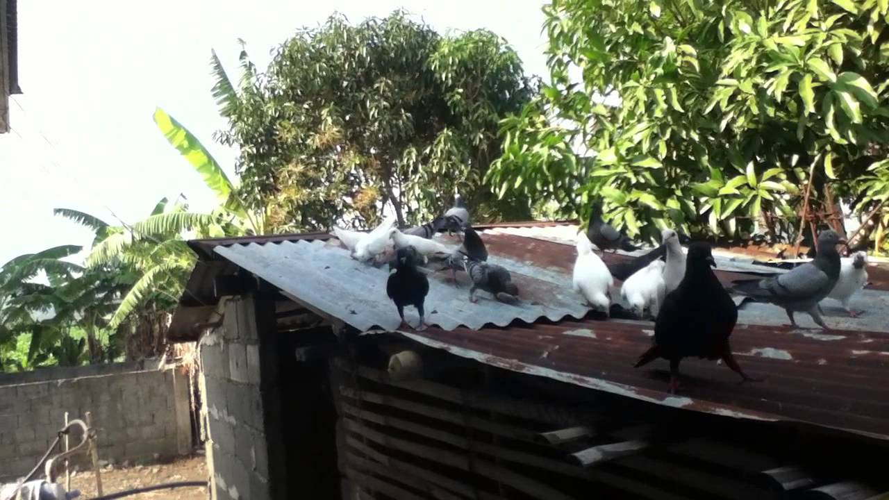 Kalapati for sale (Racing) - YouTube