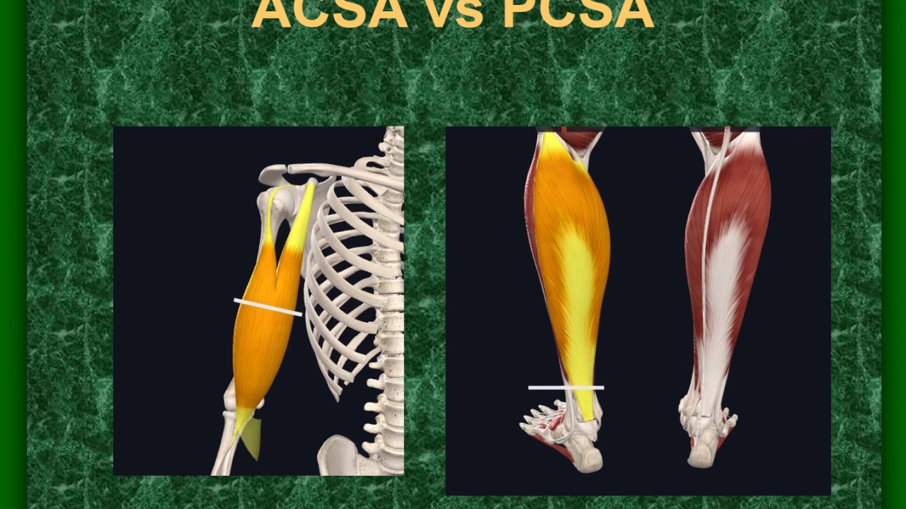 Muscle Mechanics narrated - YouTube