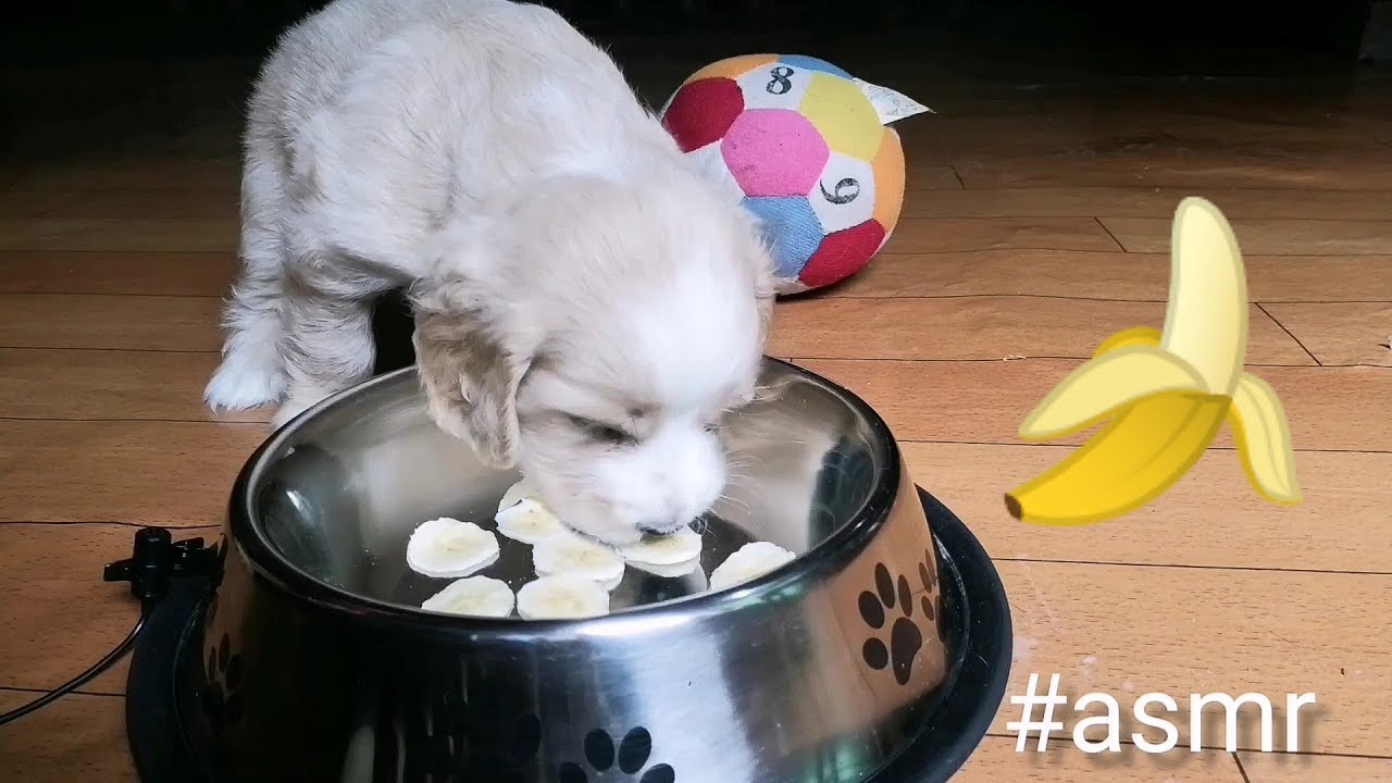 My puppy have🍌for her breakfast today//manipuri //prettyxoxo - YouTube