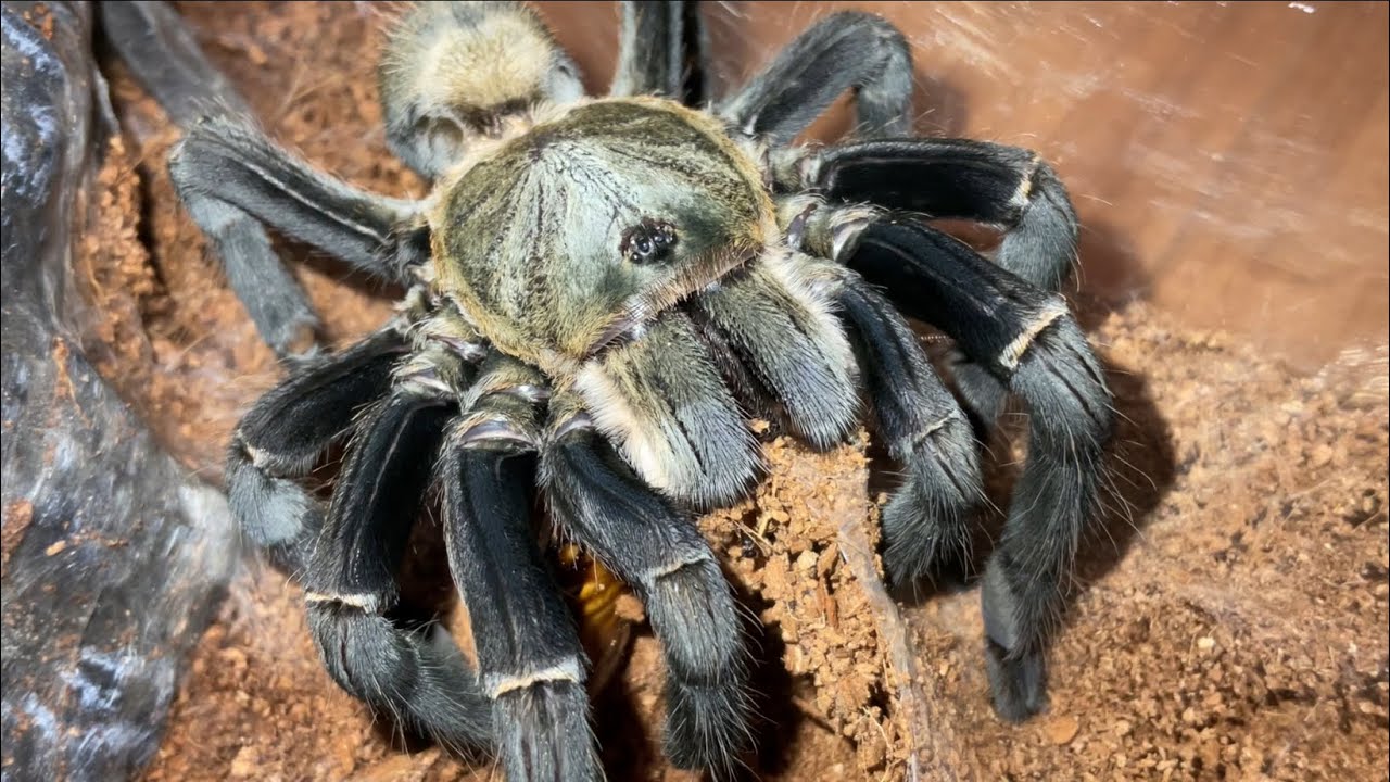 Chinese giant black earth tiger (Cyriopagopus hainanus) feeding ...
