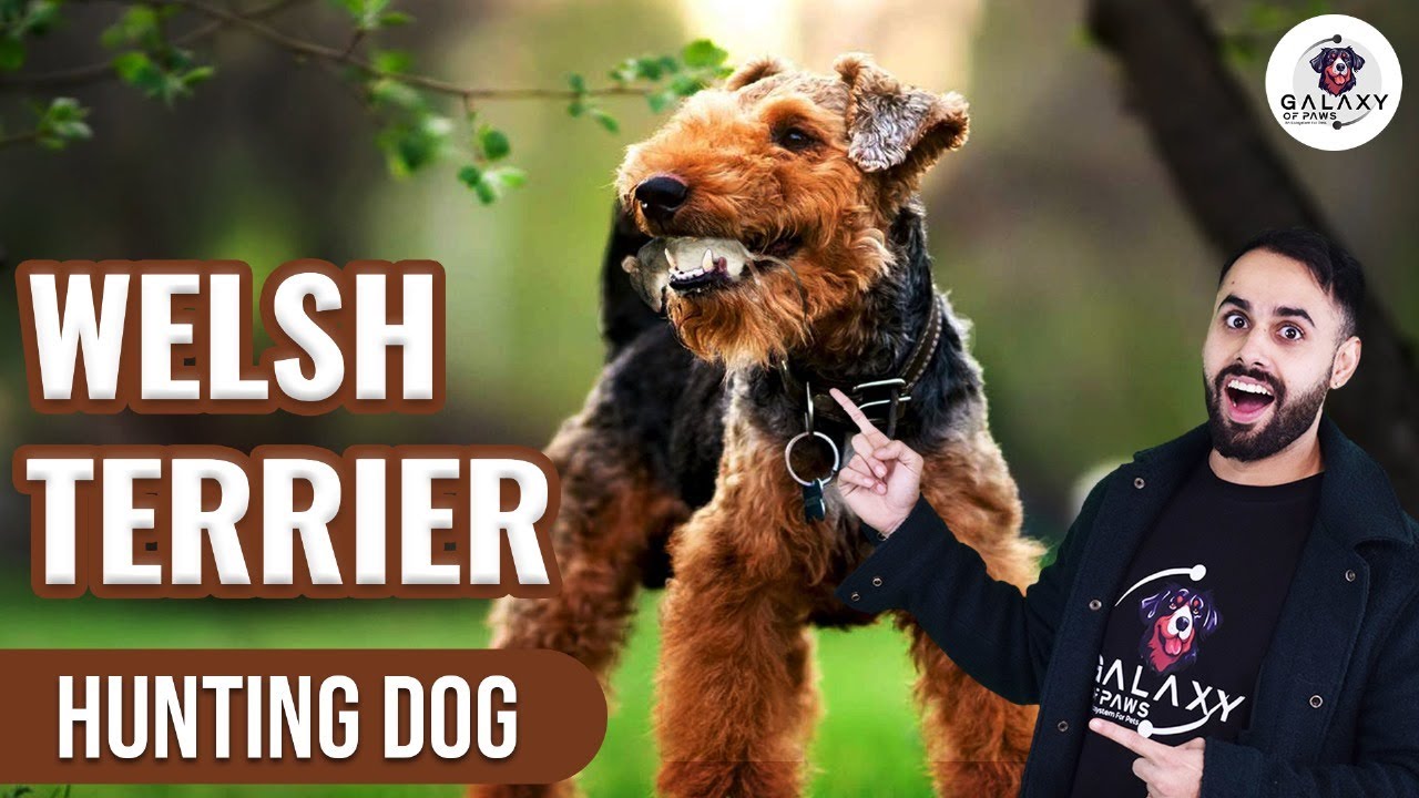 Welsh Terrier Hunting Dog Top Facts - YouTube