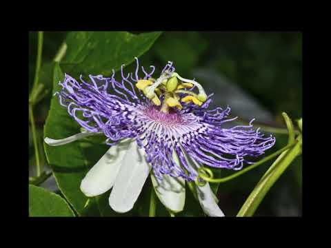 Which Part Of The Flower Gets Stuck To Insects