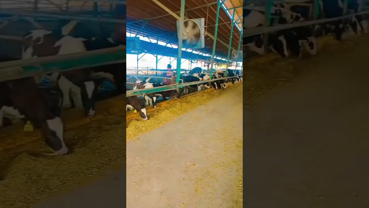 Calves rearing at a farm |suckler |milk feeding according to 10%of body ...