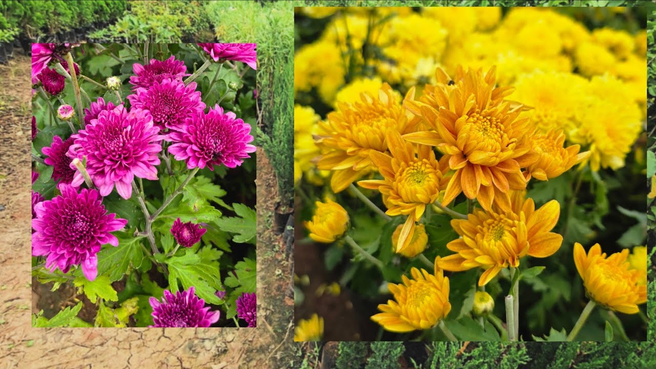 మామిడి, జామ,నిమ్మ, ఇంకా చాలా రకాలు ఉన్నాయి #nature #videos #telugu ...