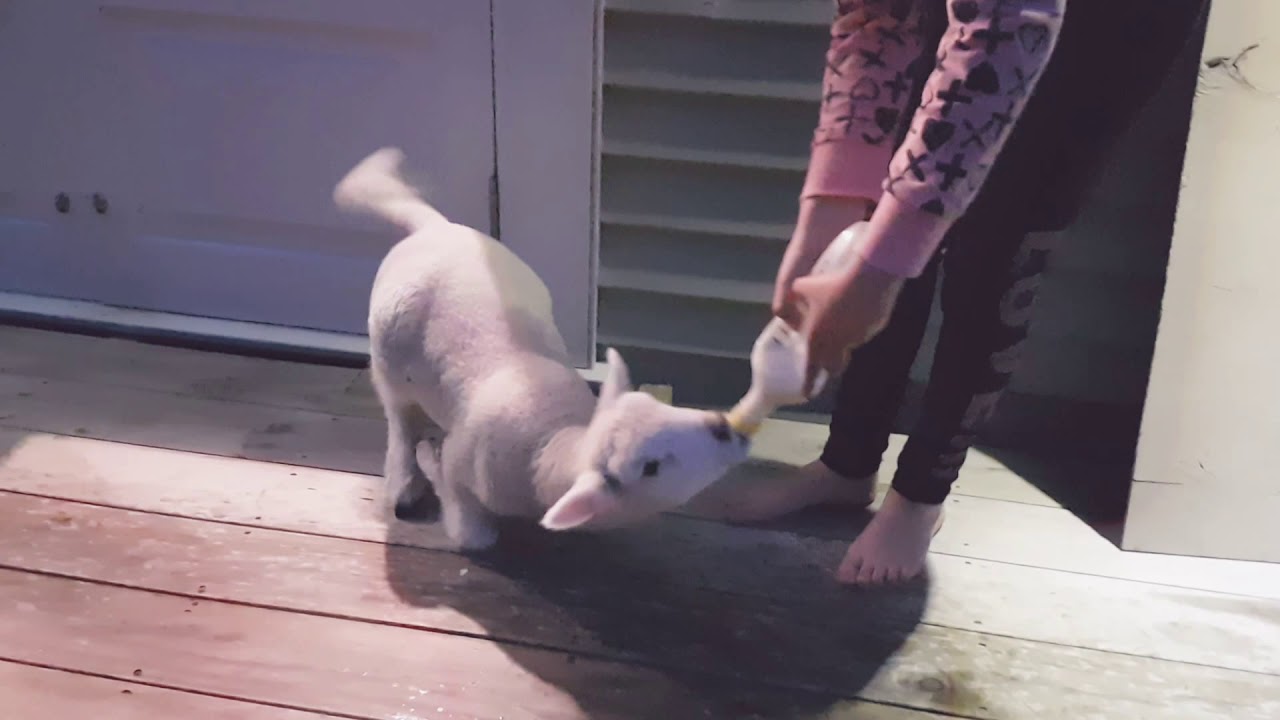 Can You Get Any Cuter YouTube can-you-get-any-cuter-youtube