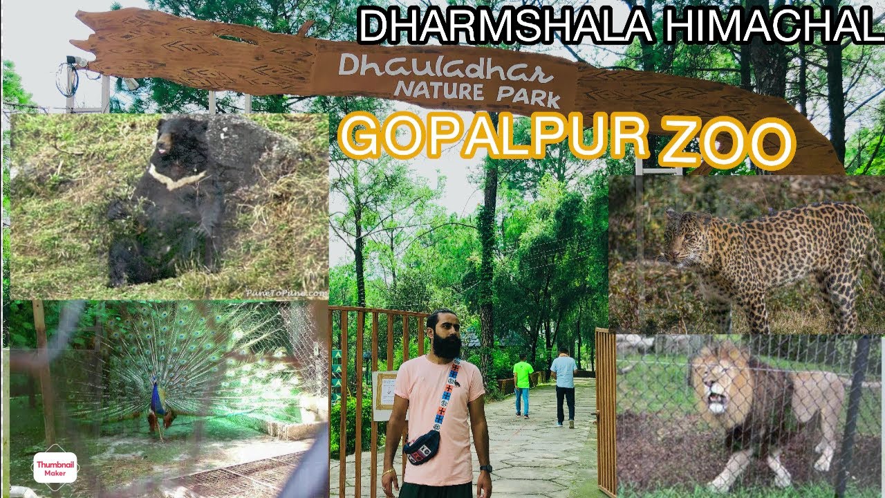 Gopalpur Zoo गोपालपुर चिड़ियाघर Dhauladhar Nature Park DharmshalaKangra ...