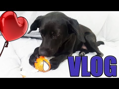 🐶 MİNİ VLOG !!  ZEYTİN VE TESLA'DAN !!🐾🐕