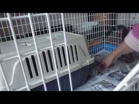 Celia Haddon training a feral kitten - 5. Accepting stroking. - YouTube