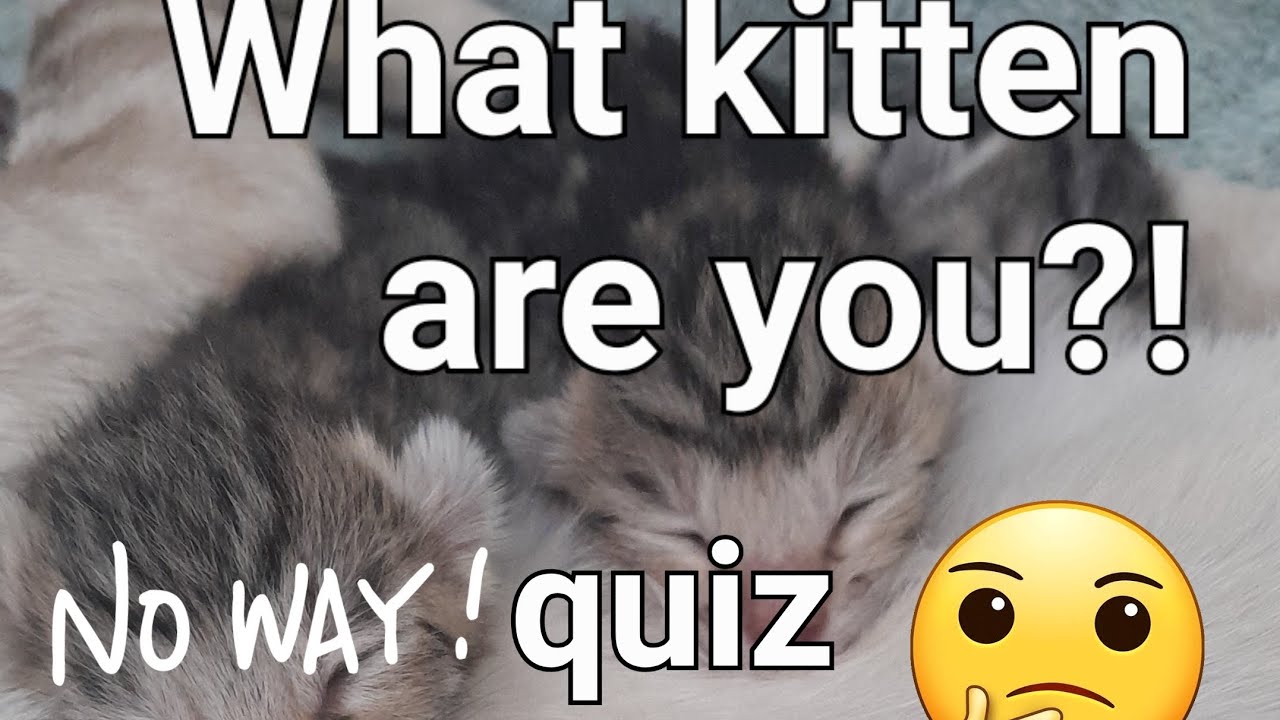 What kitten are you quiz! with thecrazycats - YouTube