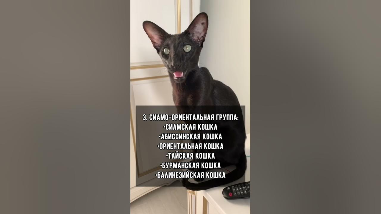 Эти породы кошек НЕ ЛИНЯЮТ Youtube