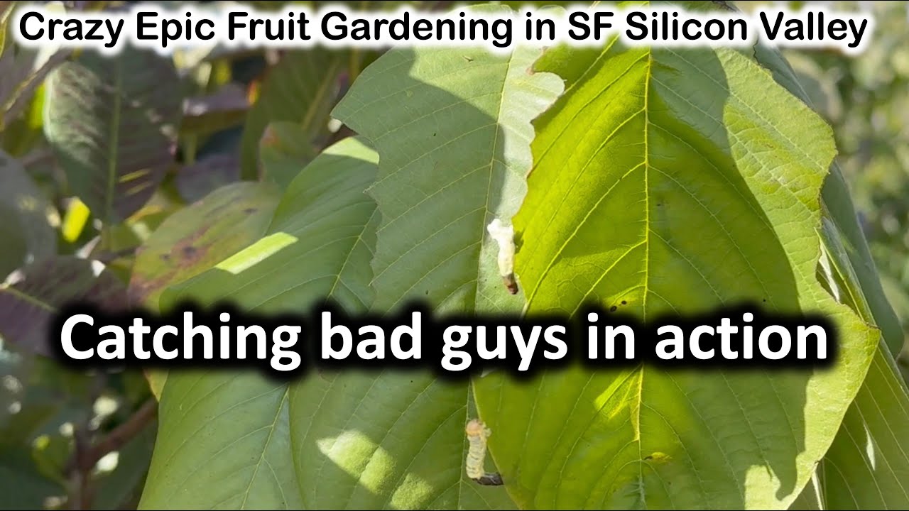 Catching Bad Guys in Action in the Garden Feb14,2024 - YouTube