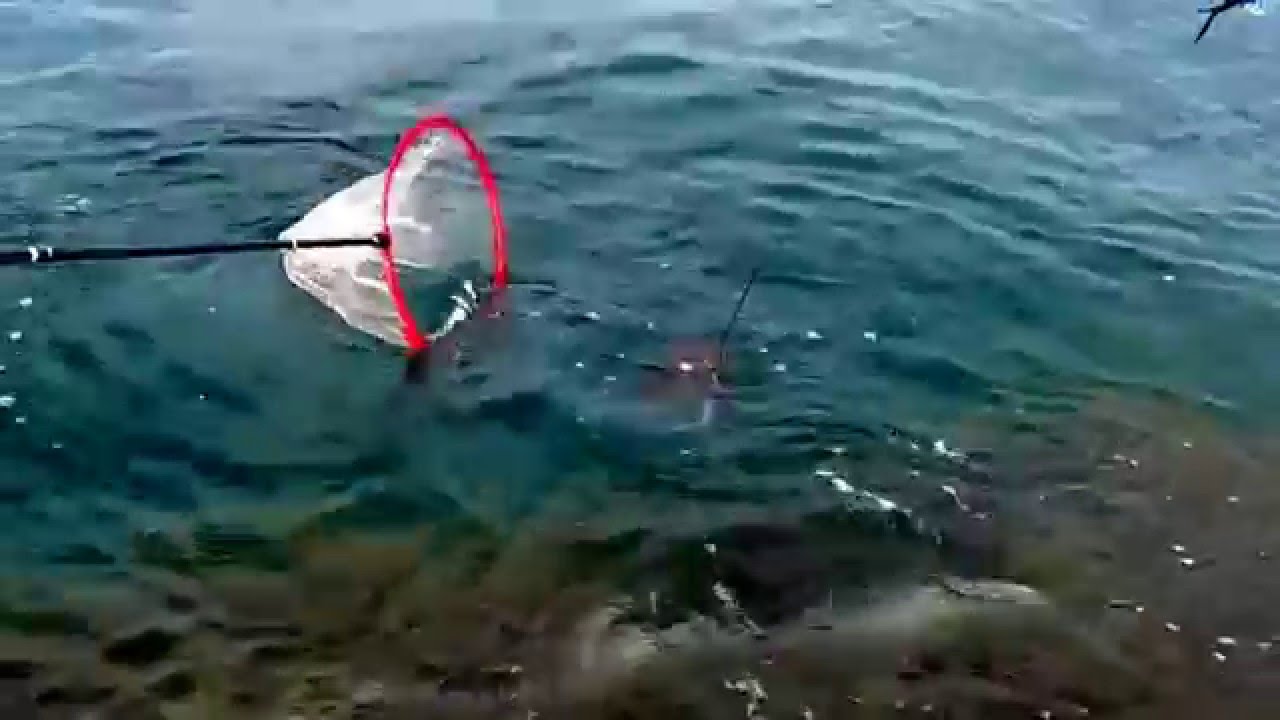 Guide Hunting Squid - YouTube