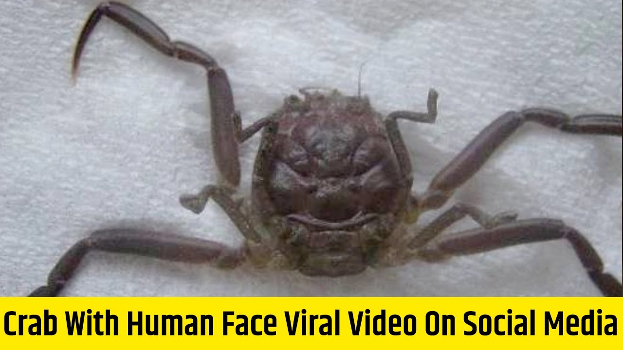Samurai Crab Reddit Video | Crab With Human Face Viral Video On Social ...