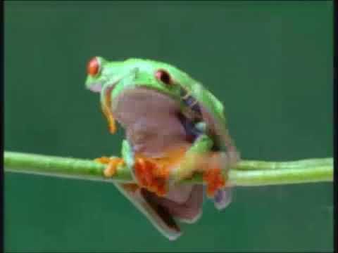 Baby Einstein S01E07 Baby Dolittle: Neighborhood Animals Part 9