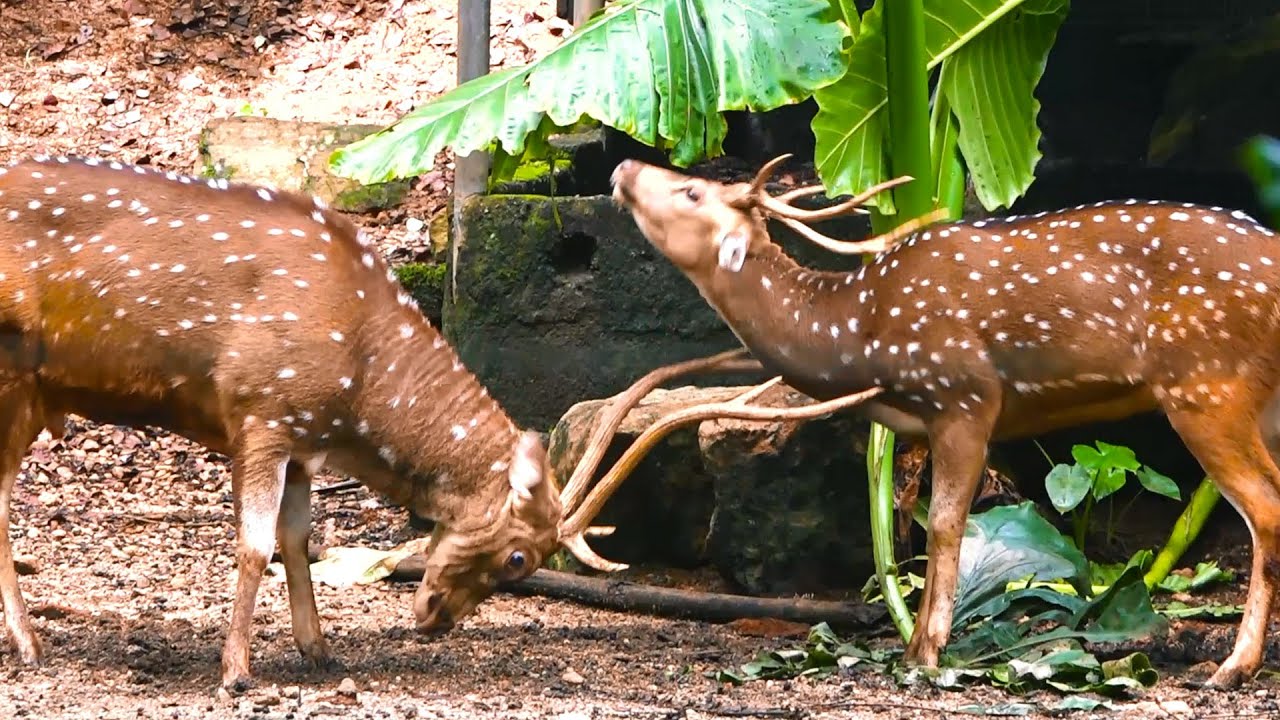Deer Battle For Dominance - YouTube