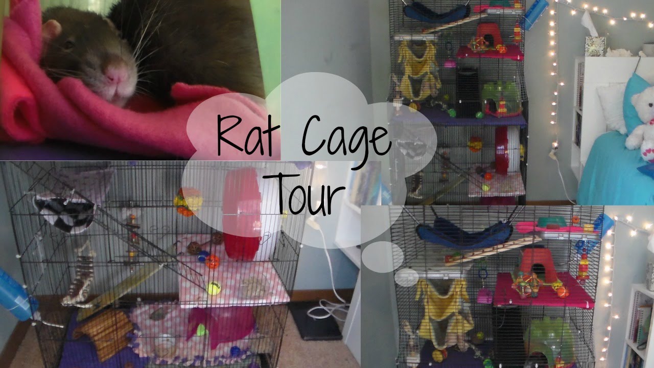 Rat Cage Tour - YouTube