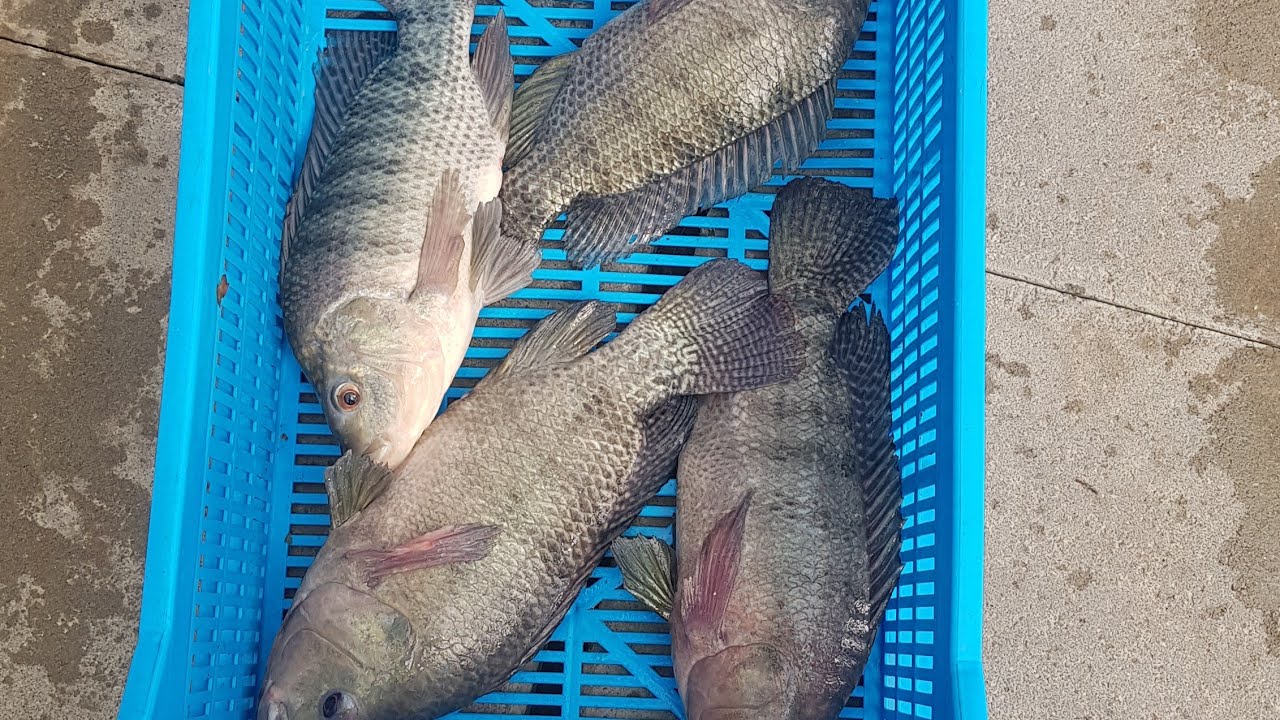 Bahrain fish&vegetable farm,മത്സ്യങ്ങളും പച്ചക്കറികളും നിറഞ്ഞ ഒരു ചെറിയ ...