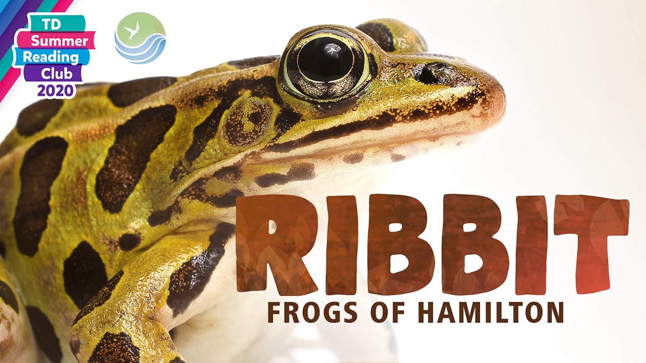Ribbiting Frogs of Hamilton - YouTube
