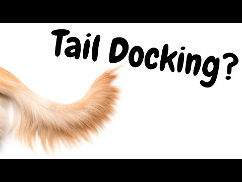What exactly is dog tail docking and is it permitted? [Updated Guide]