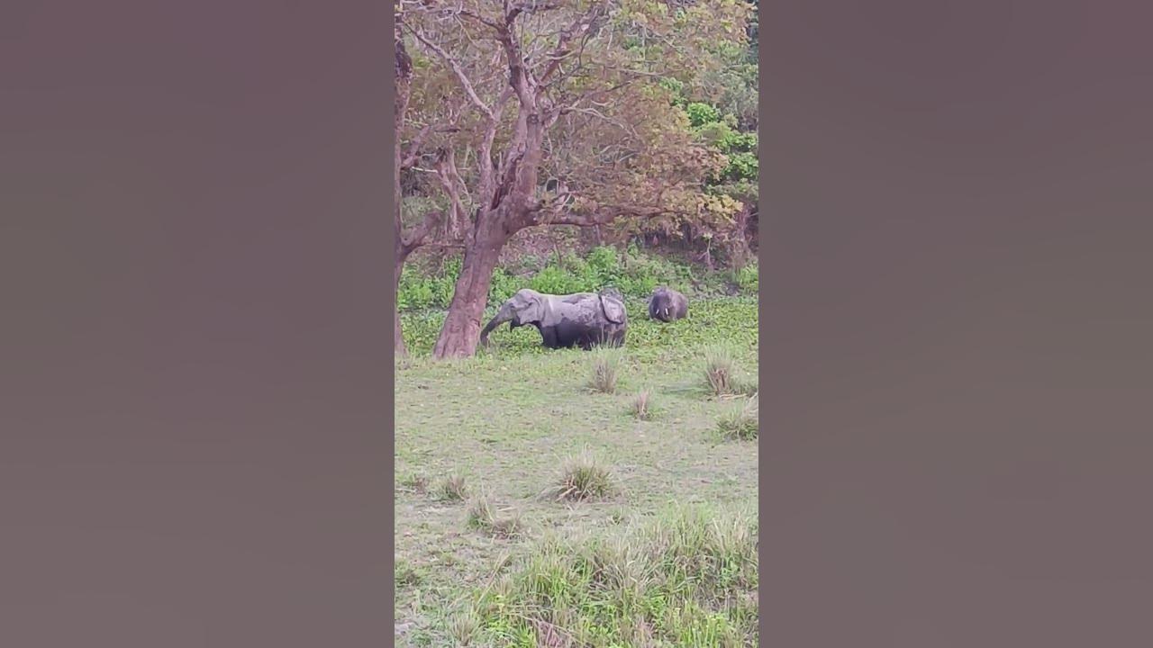 #Kaziranga National Park - YouTube