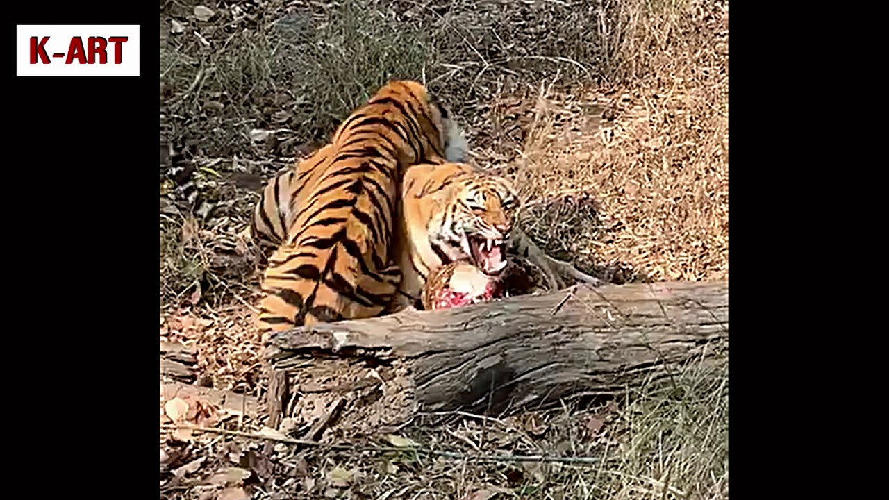 Tiger attack- Growling, large male tigers fight over the killed deer in ...