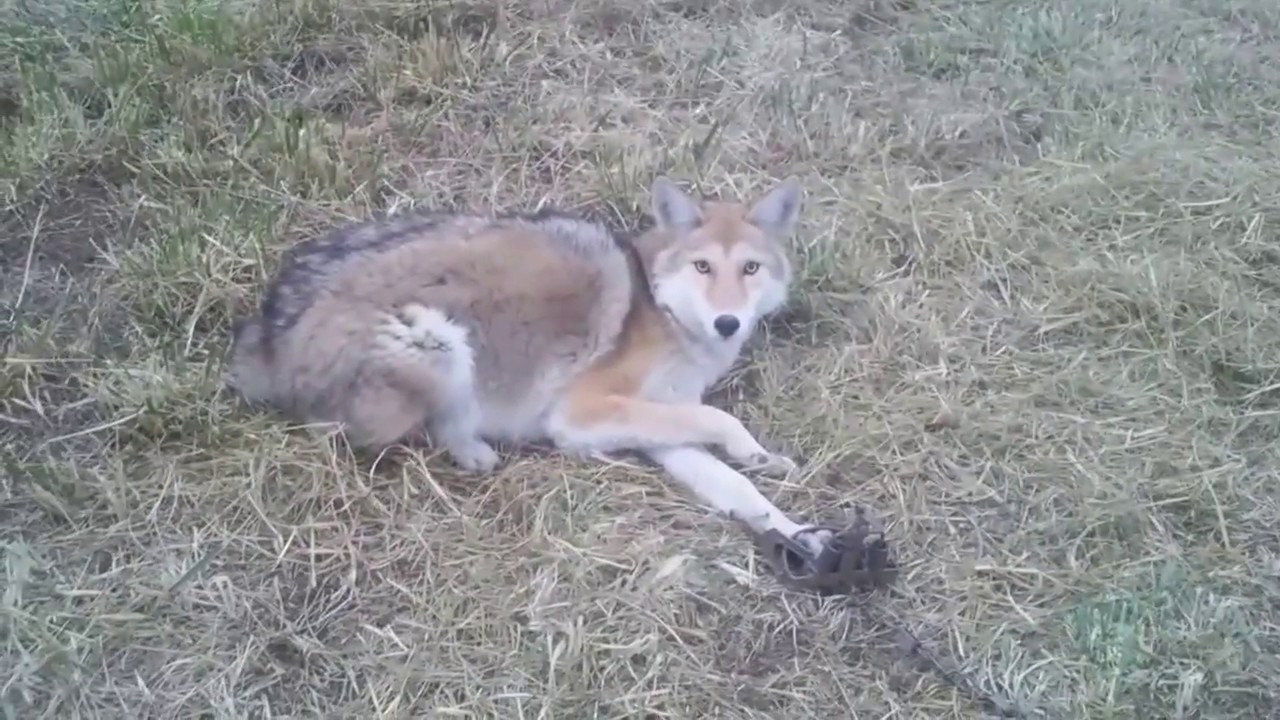 coyote trapping in MISSOURI TRAPPING,DAY 15.coyote number 8 - YouTube