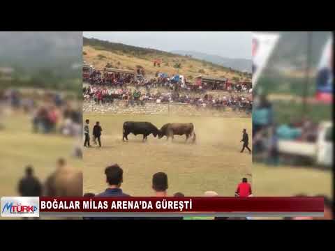 BOĞALAR MİLAS ARENA’DA GÜREŞTİ