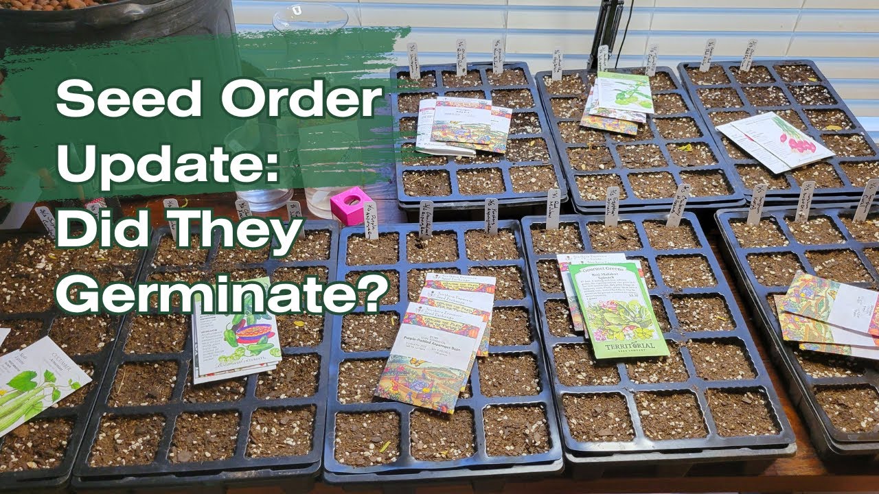 Seed Order Update - Did They Germinate? - YouTube
