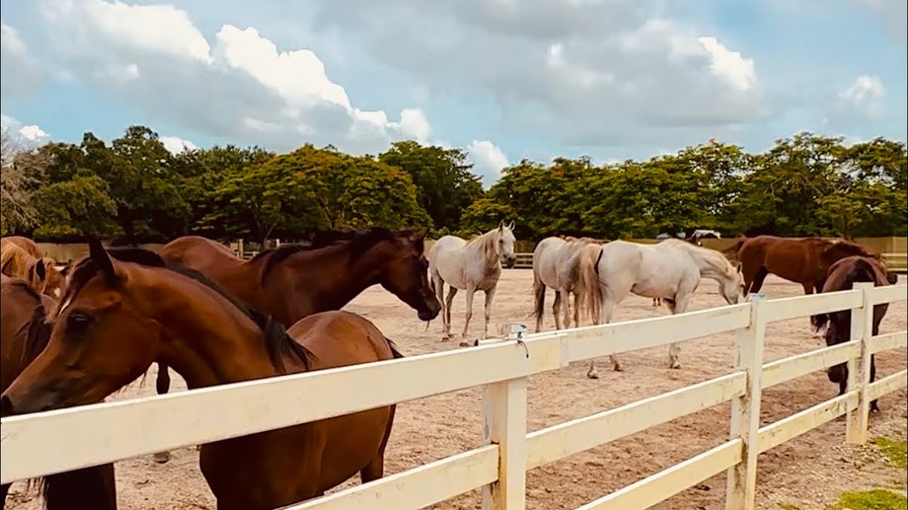 A Day with Horses at a Beautiful Ranch | Full Vlog |Horse Ranch Tour ...