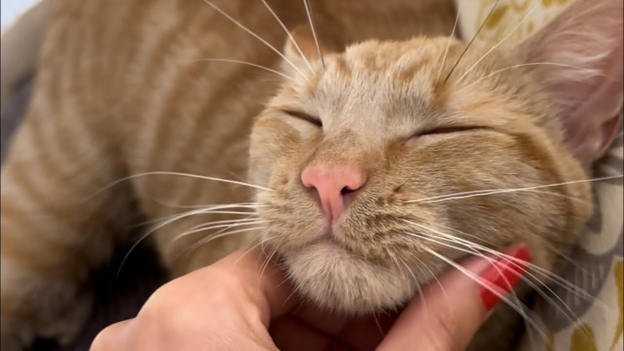 Cute cat 😻 He is very sweet ️#catrio - YouTube