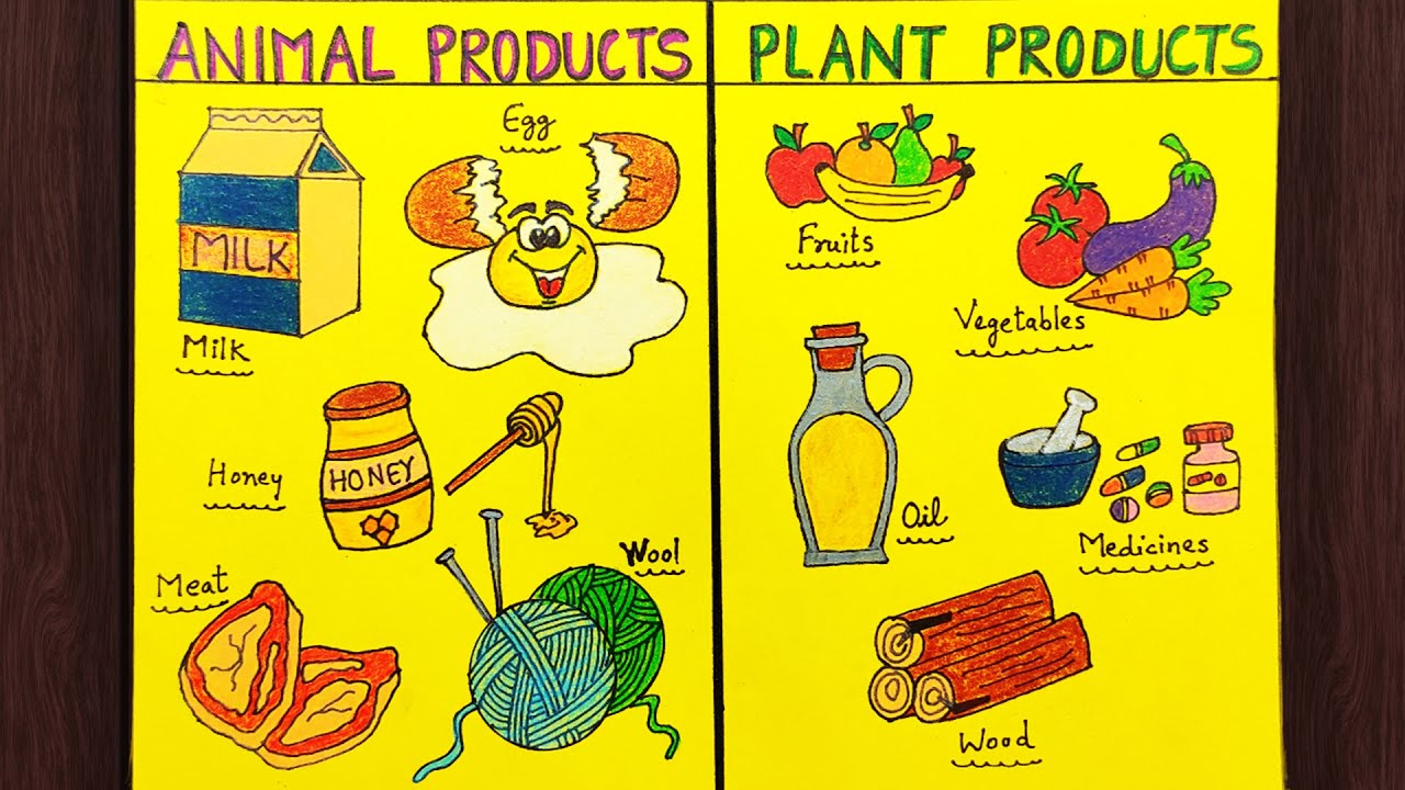 Animal sources of food I animal products । Things we get from Plant ...