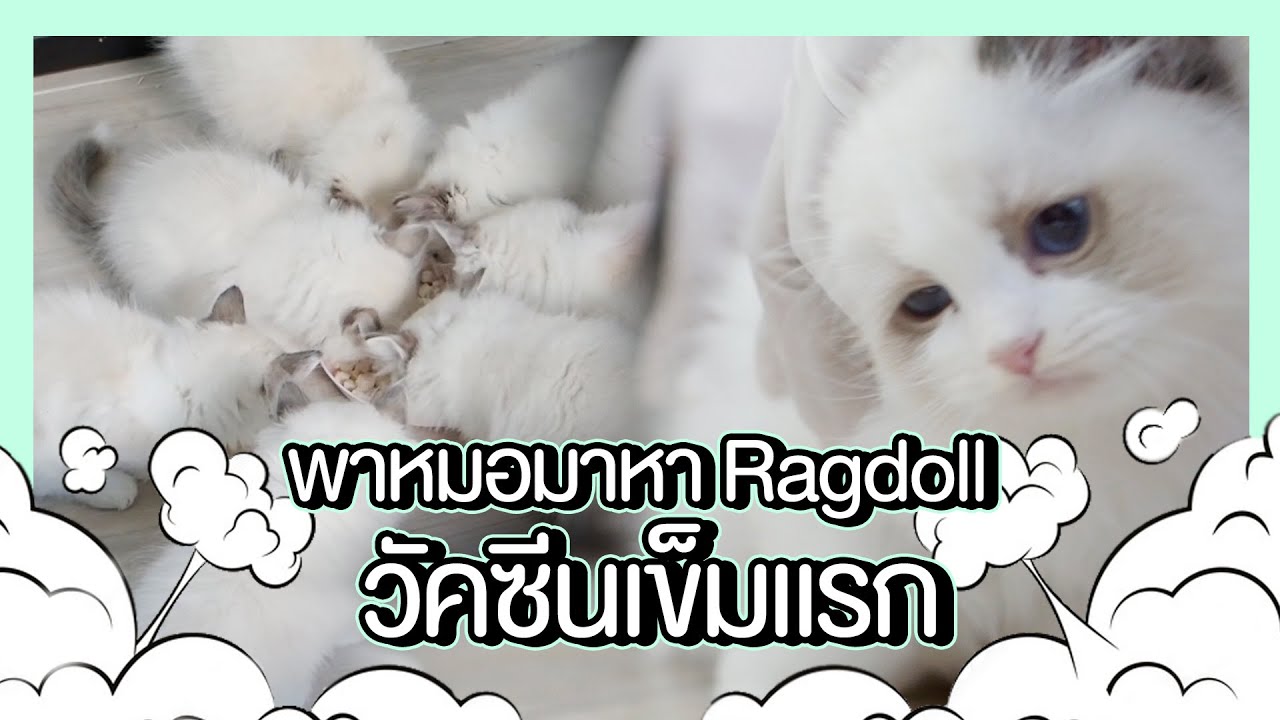 วัคซีนเข็มแรกของเด็กๆ Ragdoll | The PETTO EP.144 - YouTube